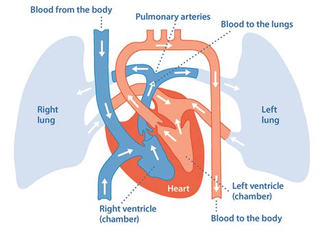 Pulmonary Hypertension Pulsenotes Pulmonary Hypertension