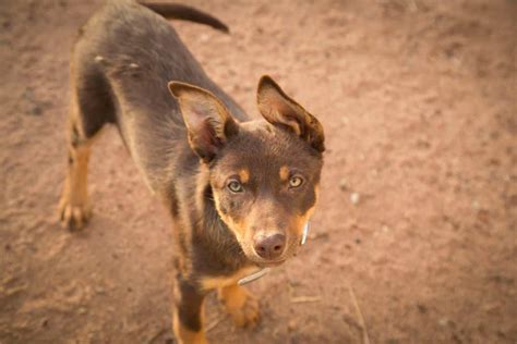 Australian Kelpie Züchter Mit Welpen In Der Nähe Favoriten Hunde2 De