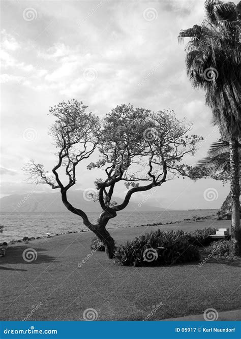 Tree By The Ocean Stock Image Image Of Hawaii Plants Tree 5917