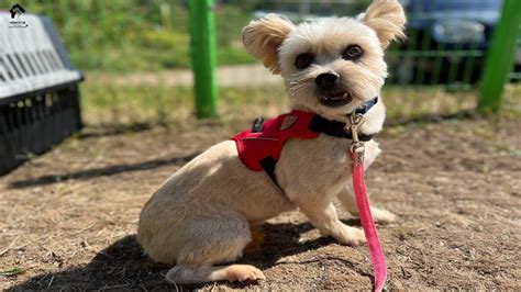 5년간 떠돌던 덕이에게 가족이 생겼어요🌈 Youtube