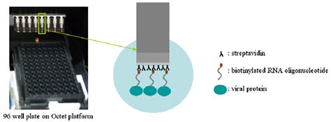 A Representative Scheme For Detection Of Viral Protein Using Download Scientific Diagram