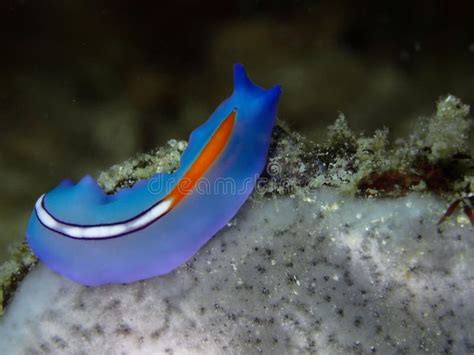 Closeup And Macro Shot Of Red Tipped Flatworm In Mabul Island Semporna