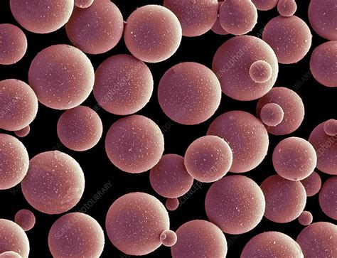 Magnetic Cell Sorting Balls Sem Stock Image G350 0715 Science Photo Library