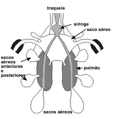 Sistema Respiratório Das Aves Aves E Seu Sistema Respiratório