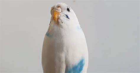 Why Is My Bird Bleeding From Beak After Hitting Window Diagnosis And