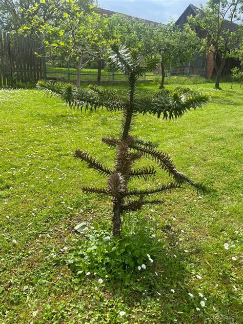 Predam Araukariu Senica Bazoš Sk