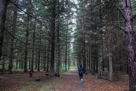 무료 이미지 나무 통로 황야 보행 사람 소녀 하이킹 꼬리 햇빛 모험 도보 여행자 여자 산책 백 패커