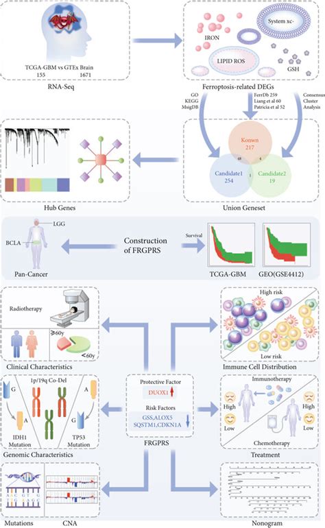 For Comprehensive Characterization Of Frgprs Groups In Gbm Cna Copy