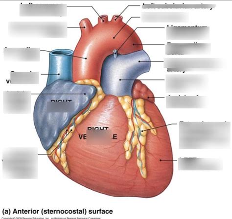 A P Lab Practical Diagram Quizlet A P Lab Practical Diagram Quizlet