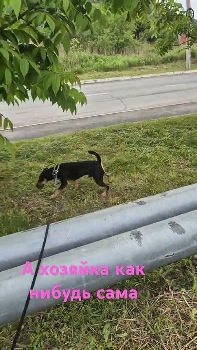 ягд терьер и его воспитание Youtube