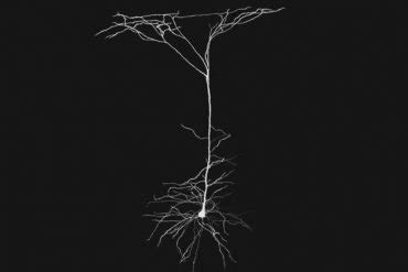Neurons Antennae Are Unexpectedly Active In Neural Computation Neuroscience News
