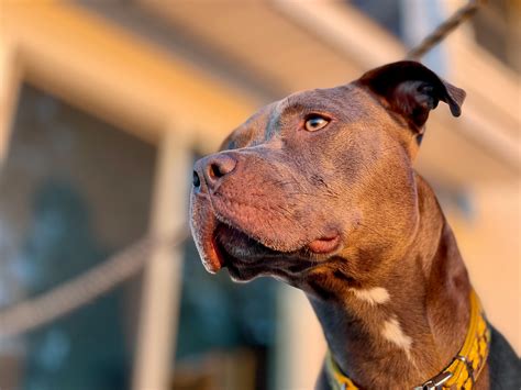 Understanding Small Breeds Of Pit Bulls Facts And Care Tips