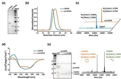 Physiochemical Characterizations A SDS PAGE Analysis B SEC Download Scientific Diagram
