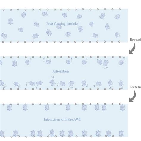 Pdf Effect Of Charge On Protein Preferred Orientation At The Air Water Interface In Cryo
