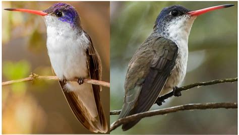 15 Types Of Hummingbirds In The United States 2026 Bird Watching Hq