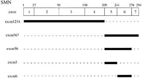 Diagram Of Smn Deletion Mutants Positions Corresponding To Each Exon