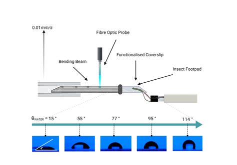 Insect Adhesion Evolutionary Biomechanics Group