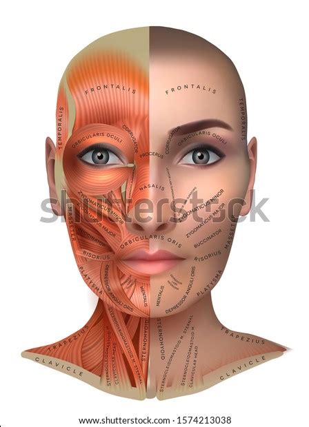 Female Face Anatomy