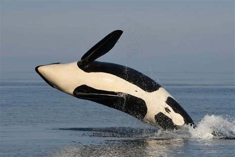 [100 ] Killer Whale Wallpapers