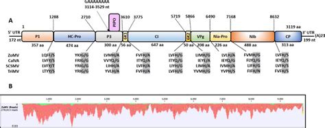 Genome Organization And Hts Read Coverage Of Zomv A Schematic