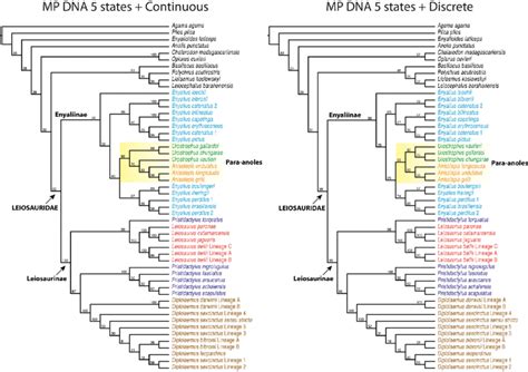 parsimony trees produced in tnt using combined molecular þ continuous