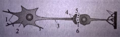 Пятиминутка Выберите три верно обозначенные подписи к рисунку «Строение