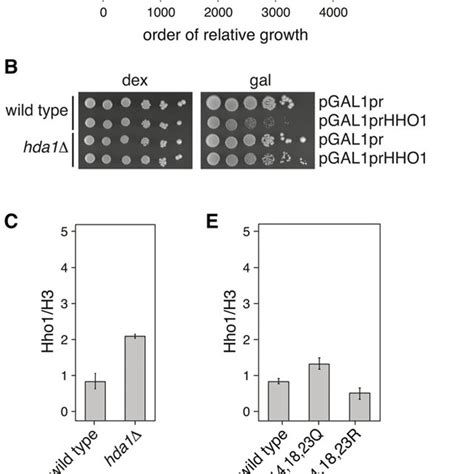 Histone Acetylation Negatively Regulates Linker Histone Binding In S Download Scientific