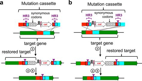 A Gene Fragment With Synonymous Codons Maintains Function Of An