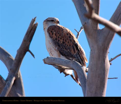 Coopers Hawks Ferruginous Hawks And Harris Hawks