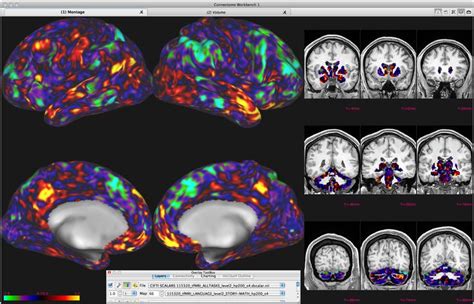 Connectome Workbench Human Connectome Project Protected Health