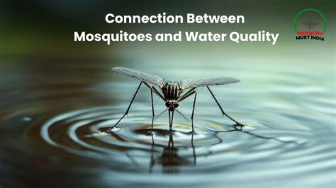 Mosquito Mukt India Expert Explains Connection Between Mosquitoes And