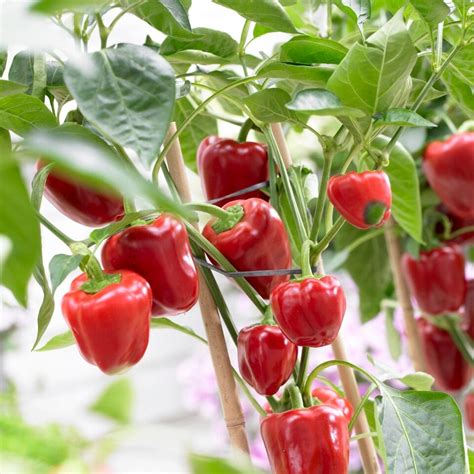 New Ace Red Sweet Pepper Plants Roots Plants