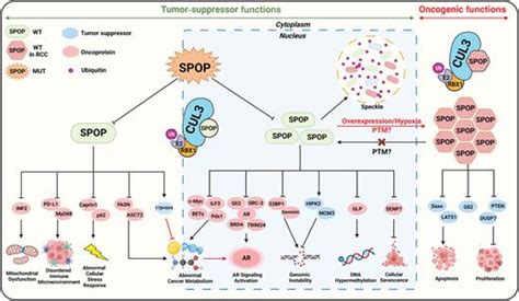 Deregulation Of Spop In Cancer Cancer Research American Association