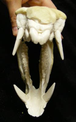 Javelina Teeth Size