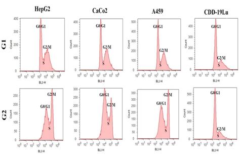 Cell Cycle Histograms As Measured By Flow Cytometry Show Effect Of X On Download Scientific