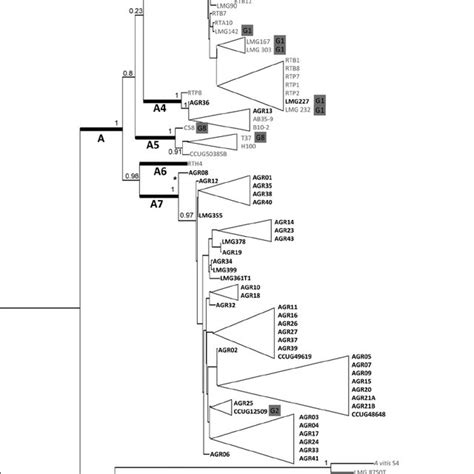 maximum likelihood tree based on concatenated sequences of the seven
