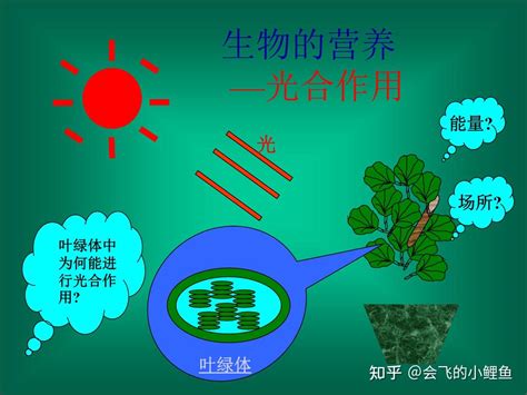 光合作用 知乎