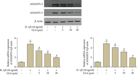 Modulation Of Adamts 4 And Adamts 5 Expression By Gla In Human Oa