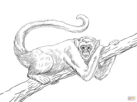 How To Draw Spider Monkey Forcesurgery24