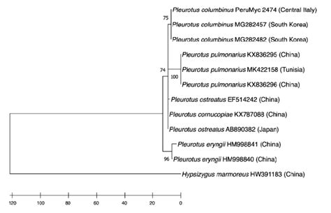 maximum parsimony tree obtained using the min mini heuristic