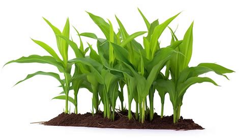 Premium Ai Image Corn Plant Frontal View Isolation