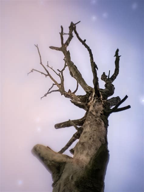 A Tree In The Mist X R ExposurePorn