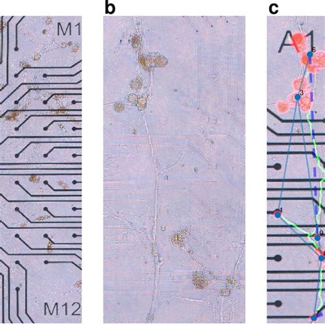 image processing steps and extraction of adjacency matrices a