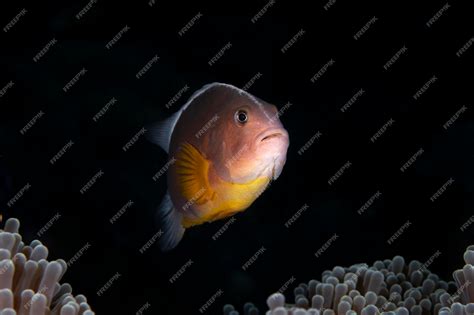 Premium Photo Skunk Anemonefish Amphiprion Akallopisos Sea Life Of