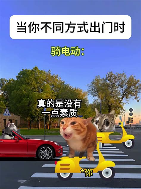 猫meme Cat 猫meme小剧场 猫meme剧场 Youtube