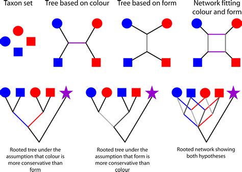 Intertwining Phylogenetic Trees And Networks Schliep 2017 Methods In Ecology And Evolution