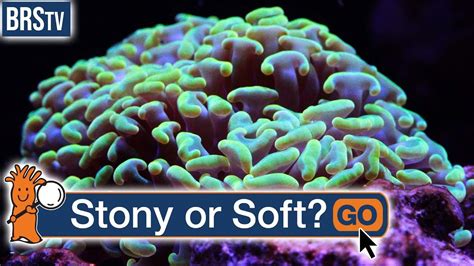 Soft Corals