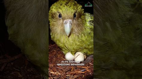 What A Kakapo Sounds Like Booming Chinging And More Eco Savvyblog