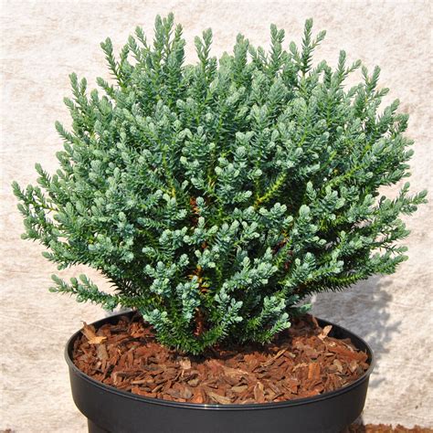 Chiparos Blue Rock Peisagisticstonegarden