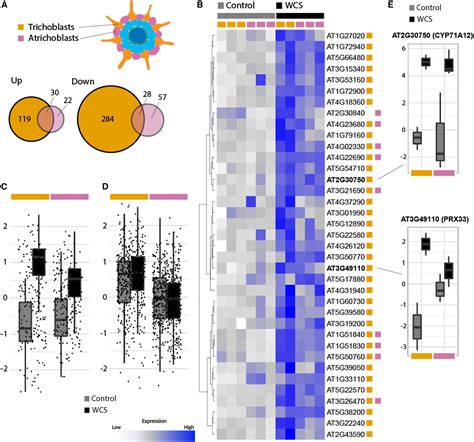 Cell Type Specific Transcriptomics Reveals That Root Hairs And